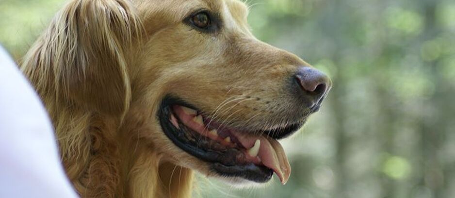 Thinking Dog